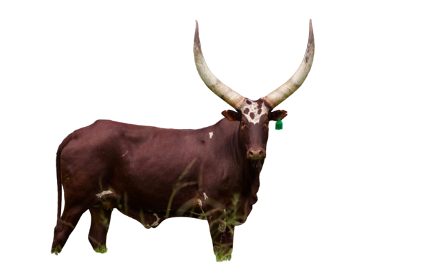 Vet Centre – Products You Can Rely On